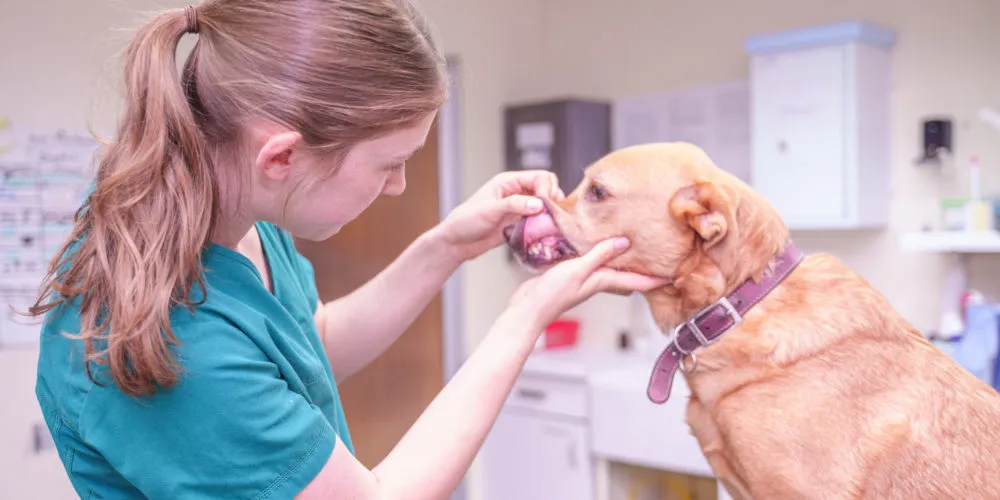 Beech House Vets | Superb Pet Care in Warrington